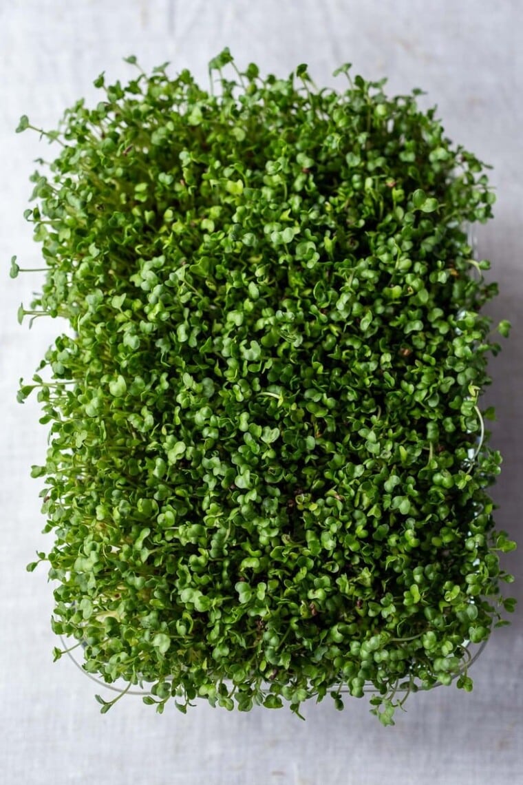 How to Grow Microgreens (Video) | Feasting At Home